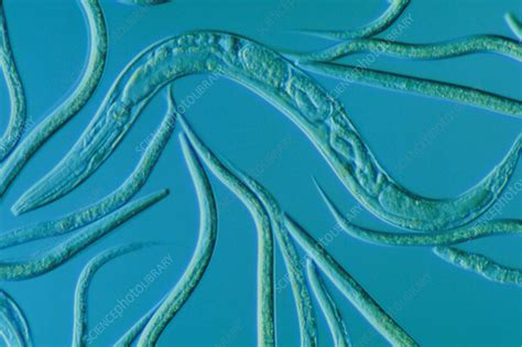 Lm Of The Nematode Worm Caenorhabditis Elegans Stock Image Z1800110 Science Photo Library