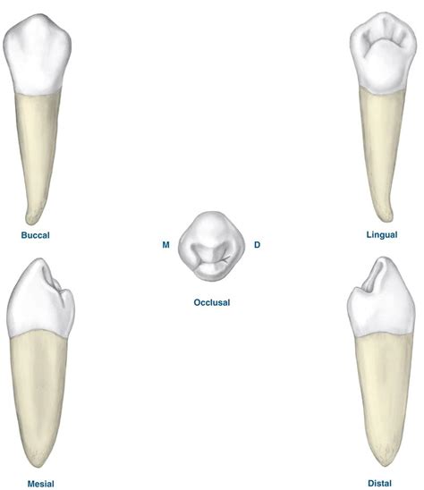 17 Permanent Posterior Teeth Pocket Dentistry