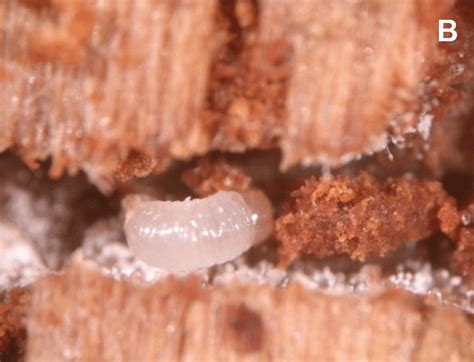 Example Of The Association Between Pityokteines Curvidens And