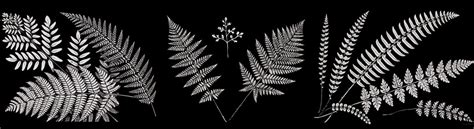 Fern Gully Esoteric Bumper Stickers