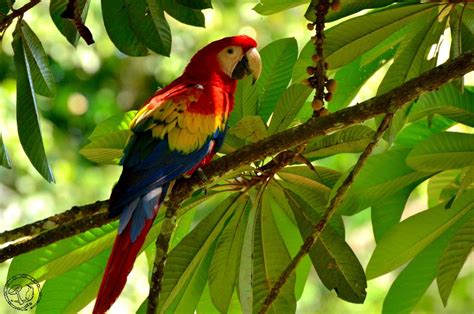 Buscarán proteger santuario de Las Guacamayas en La Huacana Quadratín