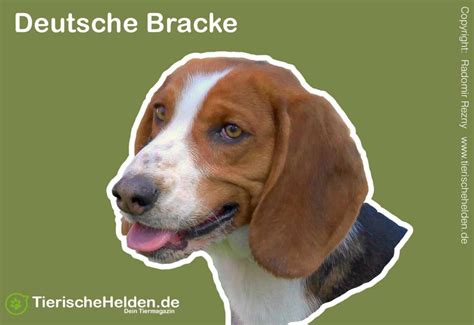 Deutsche Bracke Rasseportrait Charakter Und Haltung