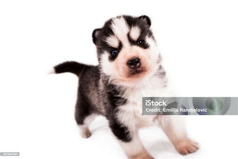 小さな赤ちゃんの子犬シベリアン ハスキーは白い背景にポーズ そり犬のストックフォトや画像を多数ご用意 そり犬 ふわふわ やわらか