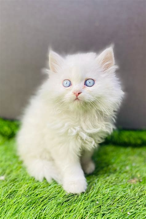 Everything You Need To Know About Persian Cats Breed Guide