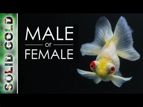 How To Sex A Goldfish YouTube How To Sex A Goldfish YouTube