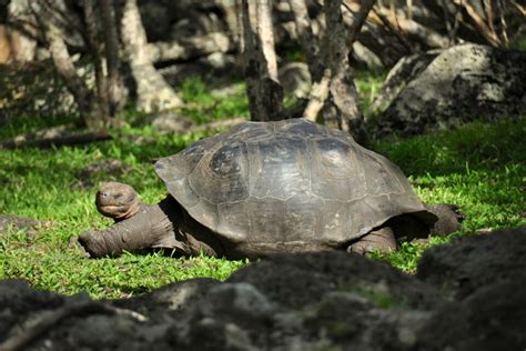 Amazing Adaptations Galapagos Conservation Trust