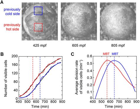 A Side To Side Temperature Gradient Leads To Asynchronous Mbt Entry A