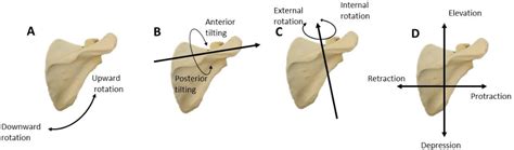 Figure 1 From The Reliability Of The Scapular Posture And Scapular