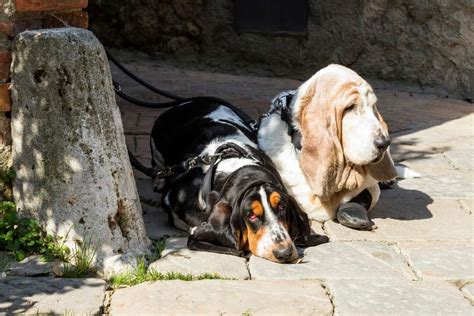Basset Hound Colors Various Combinations Markings And Types