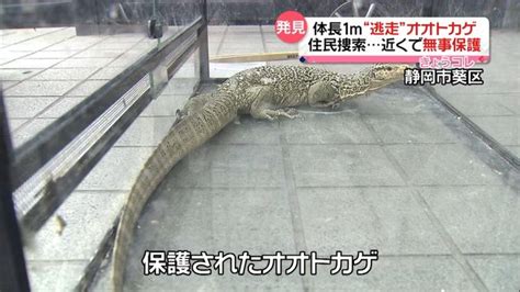 体長1メートル 逃げたオオトカゲ無事保護