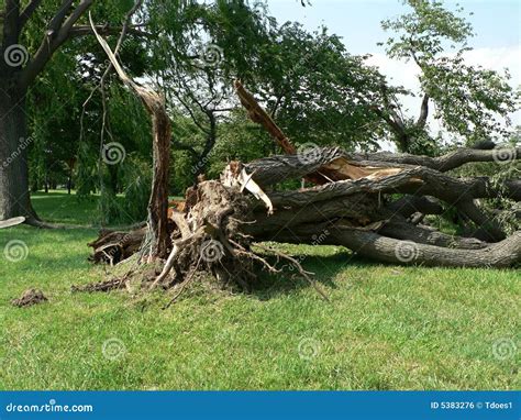 Storm Damage Tree Down 4 Stock Photo Image Of Storm 5383276