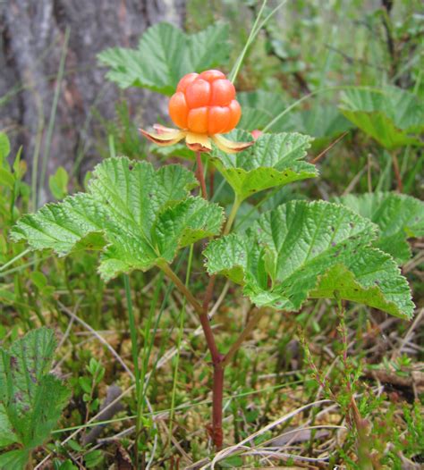 Bushmans Wild Hiking Cloudberry Wild Food For Free