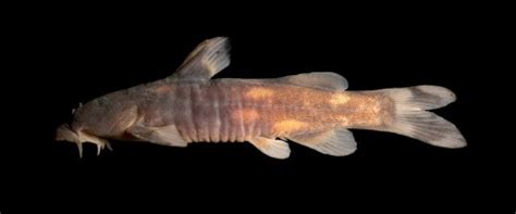 Chiloglanis Carnatus