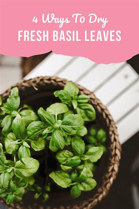 How To Dry Basil Leaves In 2022 How To Dry Basil Dried Basil Leaves