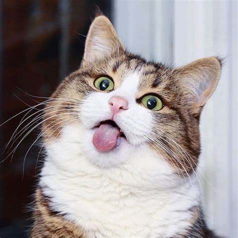 Check Out This Awesome Post Imagenes De Gatos Sacando La Lengua
