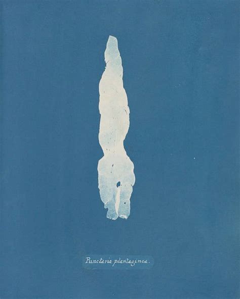 Regina Schrambling On Twitter RT AM Farmer Cyanotypes Are Still