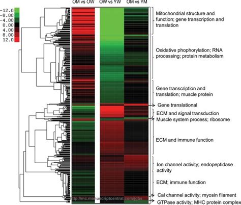 Microarray Analysis Reveals Novel Features Of The Muscle Aging Process