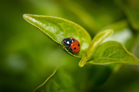 Ladybird Beetle Ladybug Insect Free Photo On Pixabay Pixabay