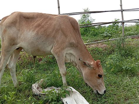 A Cow Eating Grass Sky Leafy Raw Vector Sky Leafy Raw Png And Vector