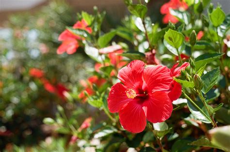 Introduzir 59 imagem qual o melhor horário para tomar hibisco br
