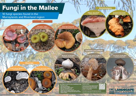 Identifying Fungi — Mallee Conservation