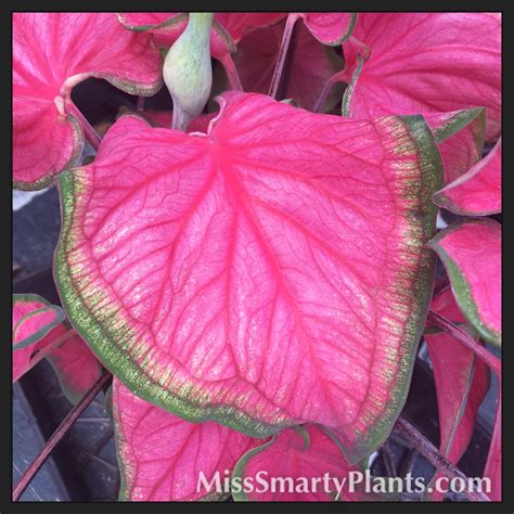 New Caladium Varieties Miss Smarty Plants