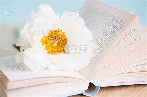 牡丹花和蓝色背景的书