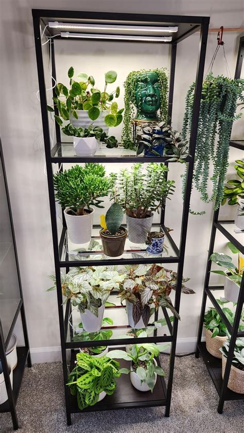 Just Showing Off A Bit Happy With The New Plant Shelves Plant Room Coming Along Nicely 😊