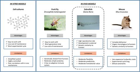 In Vitro And In Vivo Models For Developmental Neurotoxicity Screening