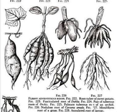 Fasciculated Root