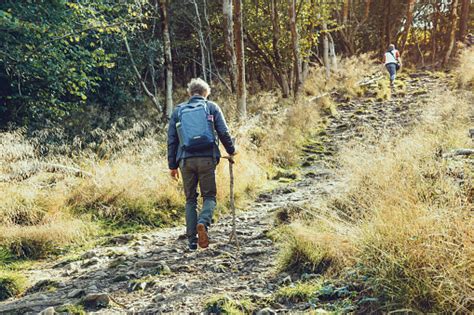 배낭과 나무 기둥 오르막이있는 백 뷰하이커는 추적 중에 가을 숲을 통과합니다 여행 라이프 스타일 방랑 자 모험 여행 관광 자유와 개념을 탐구 걷기에 대한 스톡 사진 및 기타