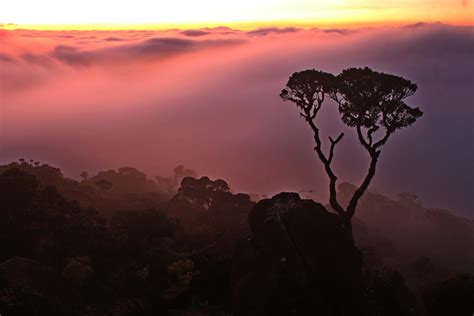 Photos Of Mt Bartle Frere Guidesguide