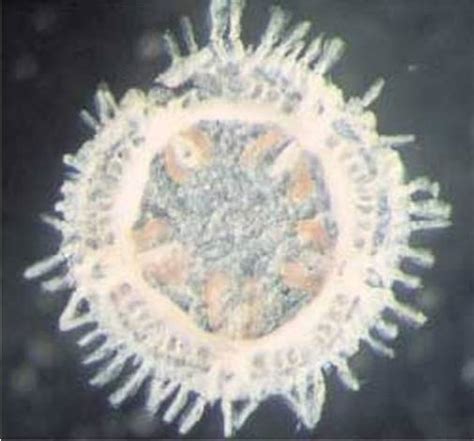 Pamacca Concentricycloidea