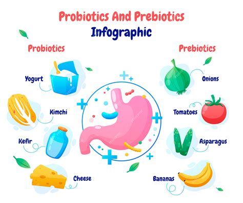 Premium Vector Probiotics And Prebiotics Infographic Design