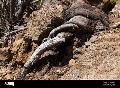 Twisting Tree Roots Hi Res Stock Photography And Images Alamy