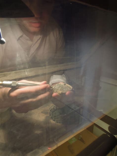 Life S Adventures Fossil Class