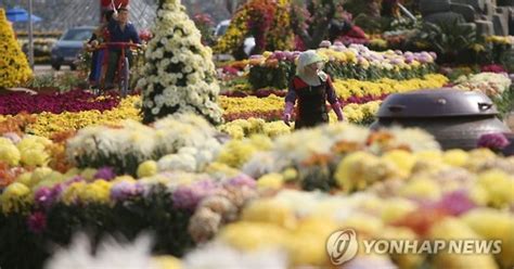 손님맞이 준비 끝낸 창원 가고파국화축제
