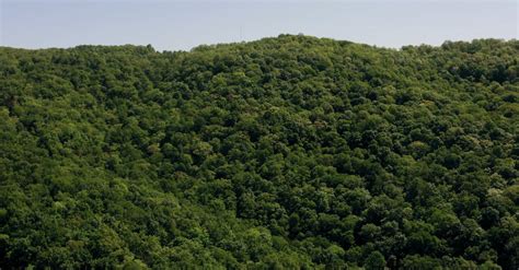 Aerial View Of Green Trees · Free Stock Video