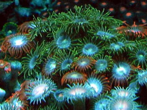 Here Are 12 Easy Saltwater Aquarium Reef Corals For Beginners
