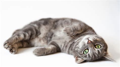 Gato De Hermione Nombre Raza Y Significado Oculto De Este Famoso Felino