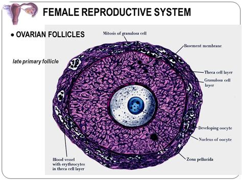 Histology Of The Female Reproductive System Dr Louis Ngendahayo