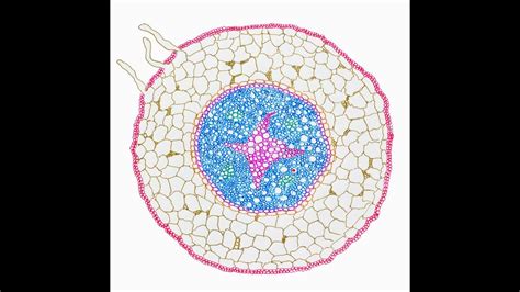 Plant Tissues Classification Meristematic And Permanent Tissue And