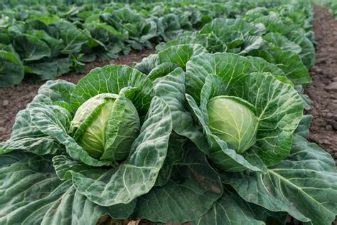 Are Lettuce And Cabbage Related