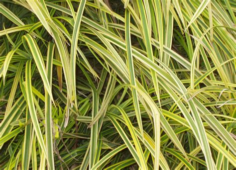 Pandanus Pygmaeus Plant Identification Eid Decoration Herbs