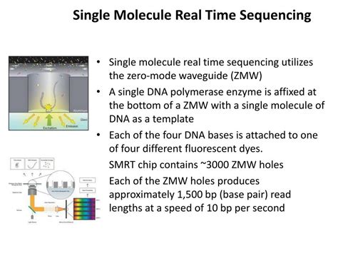 Ppt Dna Sequencing Powerpoint Presentation Free Download Id2243052