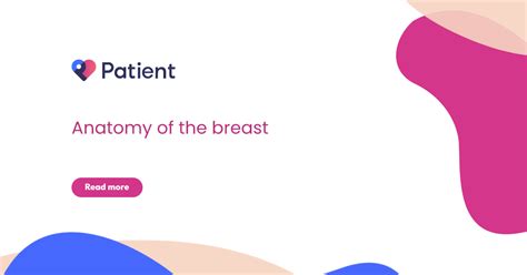 Anatomy Of The Breast Breast Structural Diagram