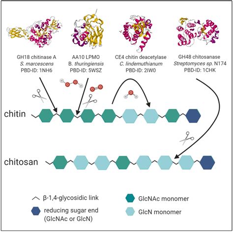 Polysaccharide Chitin