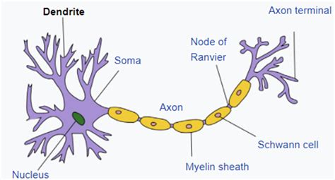 Dendrite Definition And Examples Biology Online Dictionary
