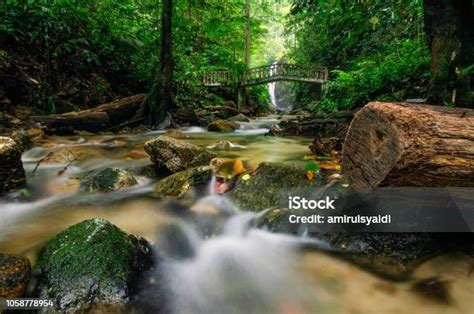 무성 한 녹색 Forestwet 바위와 Mossselective 초점 촬영으로 둘러싸여 있는 아름 다운 열 대 폭포 0명에 대한