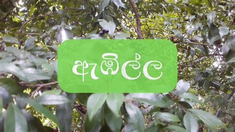 ඇඹිල්ල Abilla Youtube